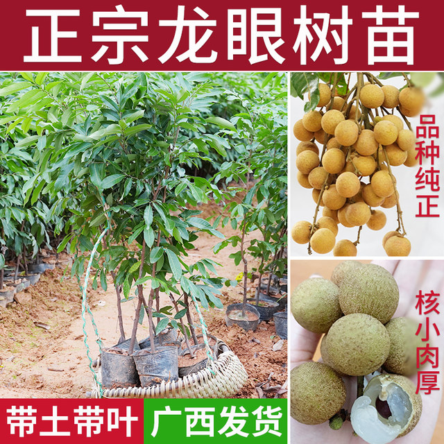 Authentic longan saplings from Guangxi Shiqi Chuliang extra large ...