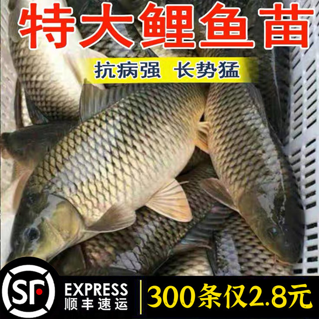 Large carp, grass carp, white silver carp, snail, Qingjian naked carp ...