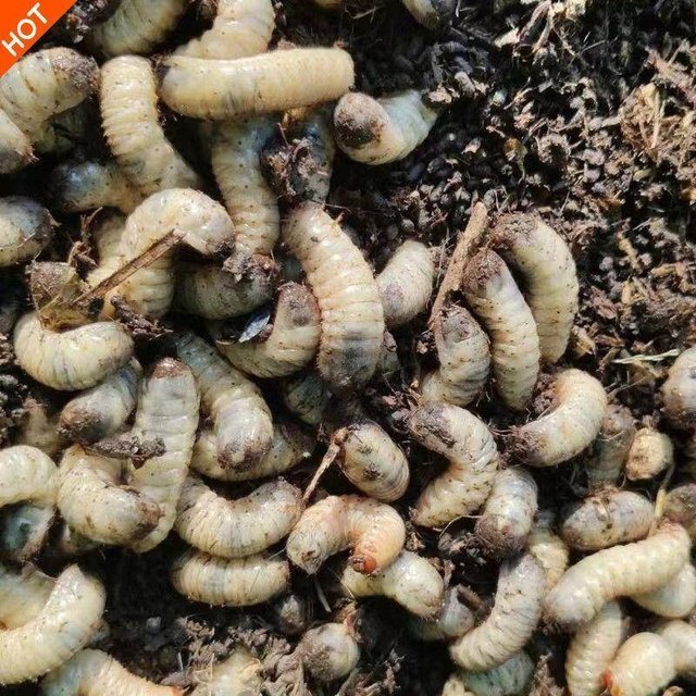 Grubs, live worms, old female worms, big white worms, black pits, wild ...