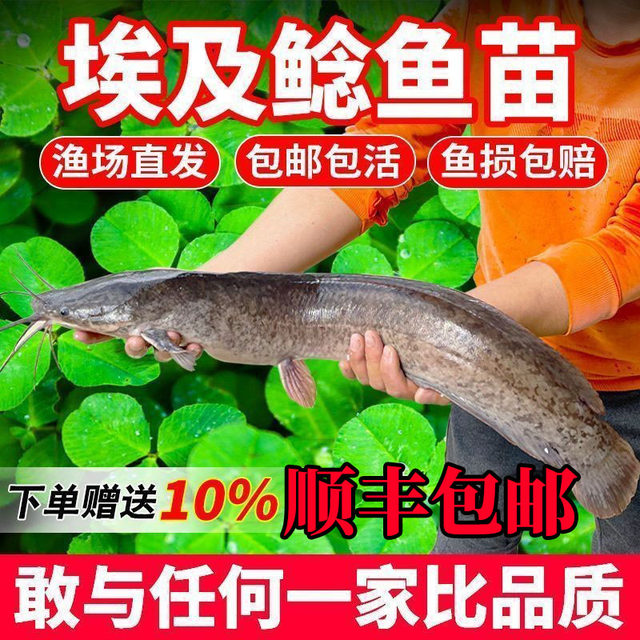 Bahu local large mouth freshwater Egyptian pond catfish fry pond angle ...