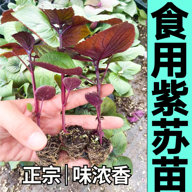 Shouguang authentic two-color perilla seedlings with strong flavor and ...