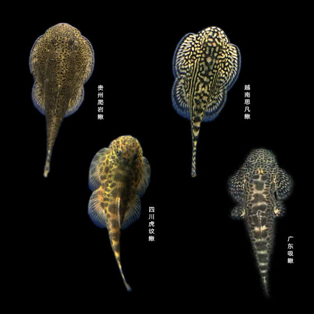 Cold water scavenger sucking loach, Guizhou rock climbing loach ...