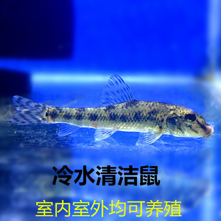 Cold water scavenger sucking loach, Guizhou rock climbing loach ...