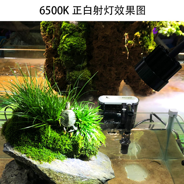 Fish tank spotlights, native South American rat fish, special-shaped ...