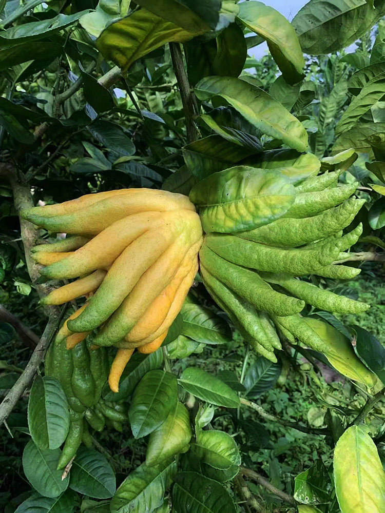 Buddha Hand Frukt - Fersk Bergamott - 500g