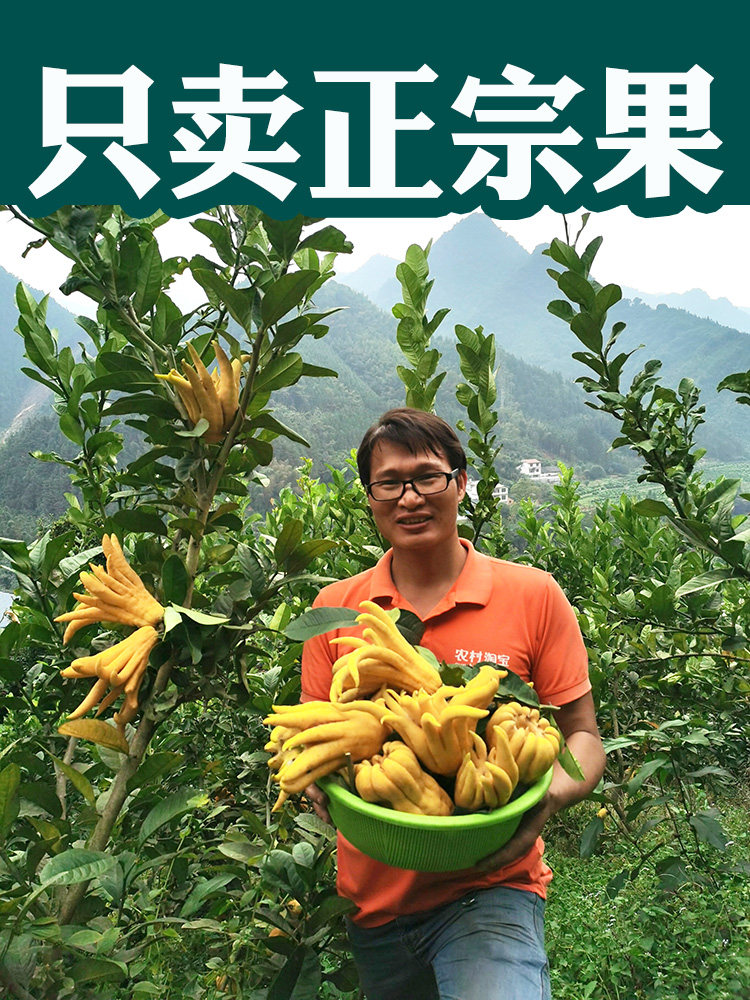 Buddha Hand Frukt - Fersk Bergamott - 500g