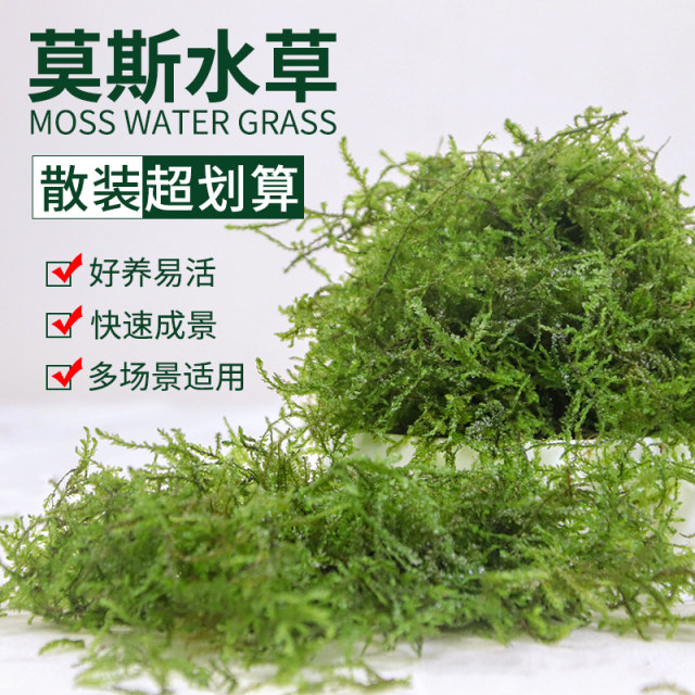 Bulk Moss cost-effective negative water grass mousse sunken wood ...