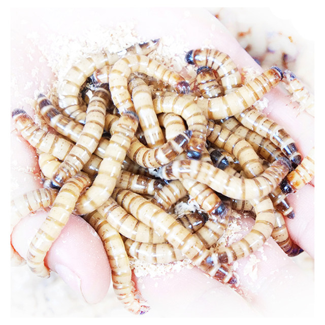 Barley worms, live worms, bread worms, large mealworms, golden dragon ...