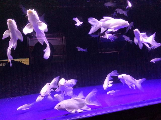 Taiwan butterfly carp authentic Platinum Dragon and Phoenix Ornamental ...