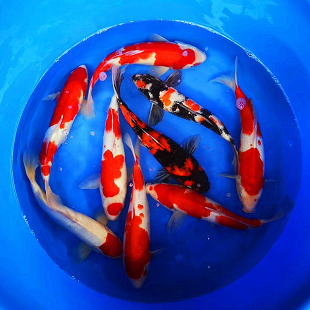 Japanese koi fish large fish easy to raise live fish purebred red and ...