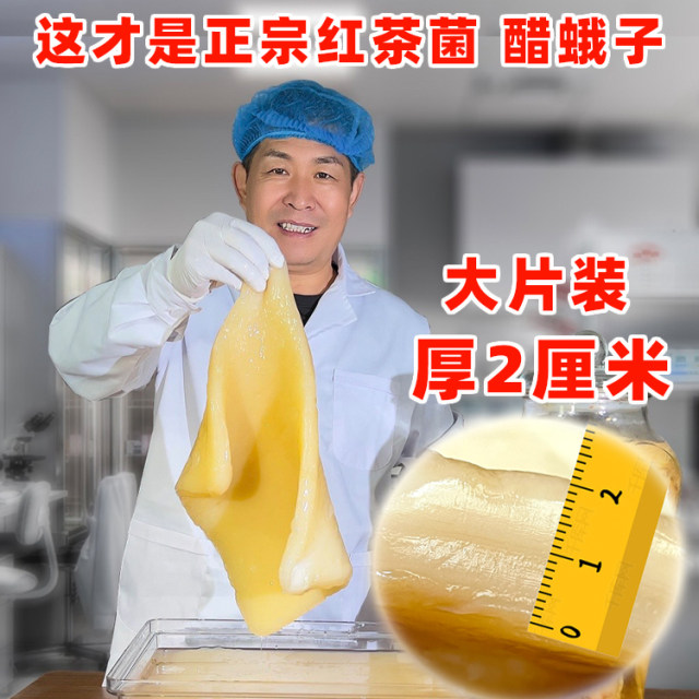 Authentic kombucha enzyme mother strain Haibao Weibao Acetobacter xylin ...