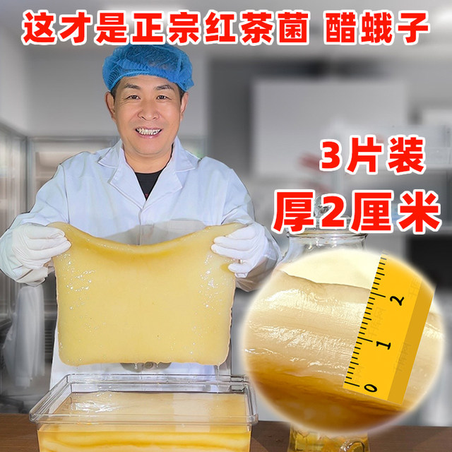 Authentic black tea strain Kombucha enzyme Mommy's stomach bacteria ...