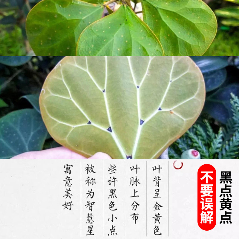 Xiaopan Bodhi Green Plant Potted Plant with Fruits Bodhi Tree Inside ...