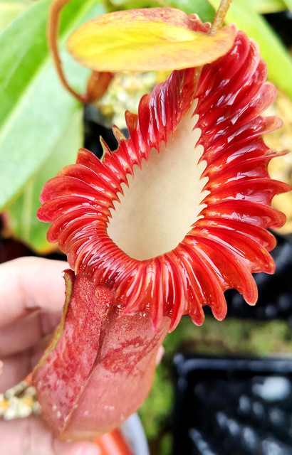 Edward Nepenthes insectivorous plants lowland highland varieties very ...