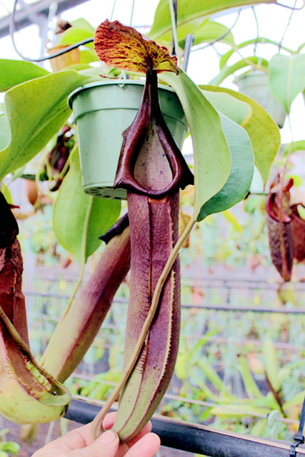 Dragon-pig interbreeding Sujiao Baote (huge) pitcher plant carnivorous ...