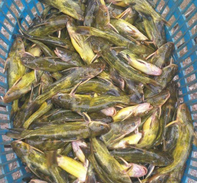 High -quality all -male yellow bone fry yellow bone fish seedlings ...