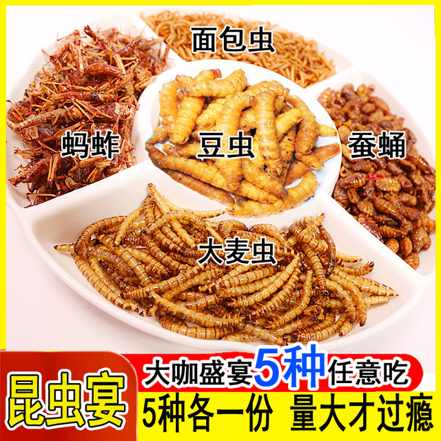 Fried insects, grasshoppers, ready-to-eat silkworm pupae, fresh locusts ...