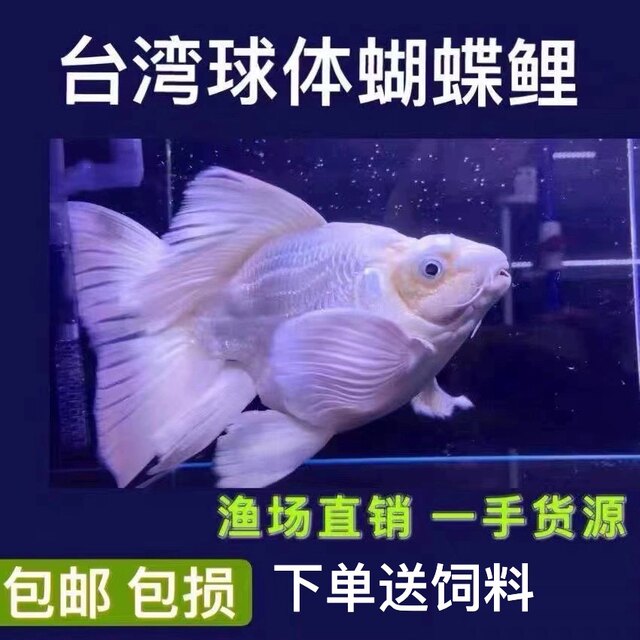 Taiwan lion head butterfly carp cold water ornamental fish sphere short ...