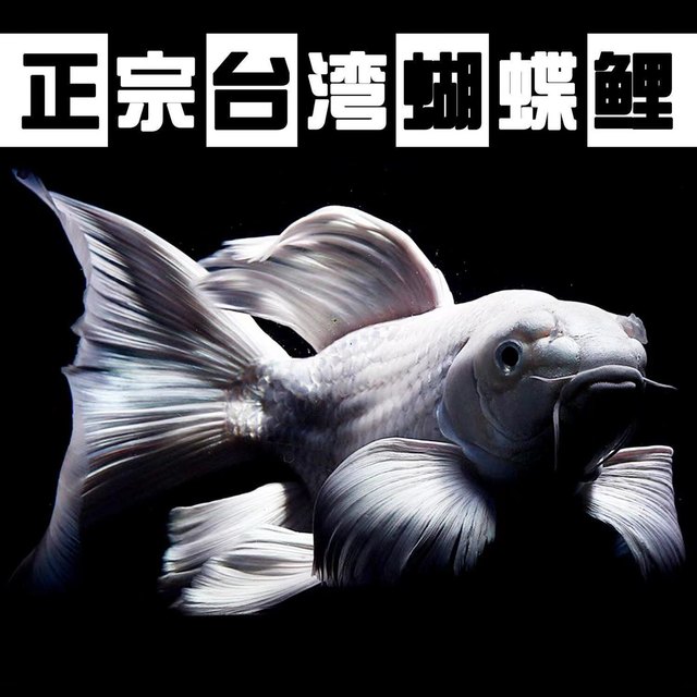 Taiwan sphere butterfly carp ornamental cold water fish short body pure ...