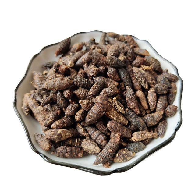 Wild fragrant aconite Xiangfukuangxiang fragrant grass sparrow head ...