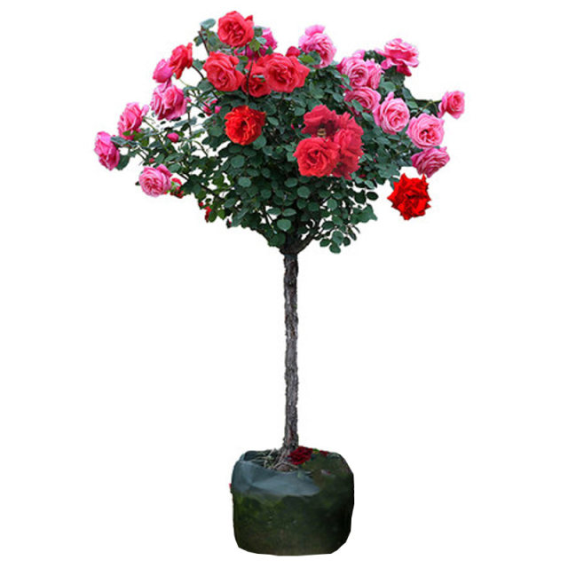 Rose sapling potted lollipop tree-shaped rose flower balcony courtyard ...