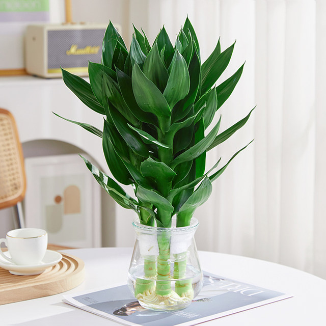Guanyin bamboo hydroponic plant rich bamboo succulent green plant green ...