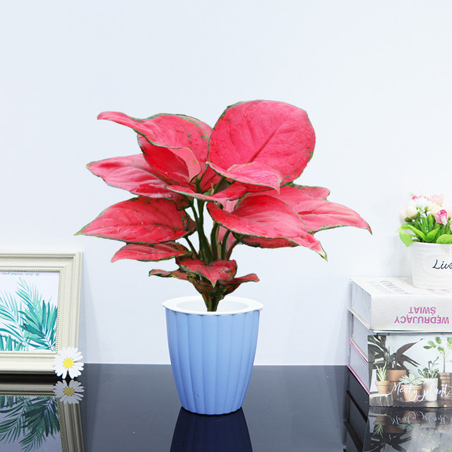 Geely red potted green plant flowers indoor and outdoor living room ...