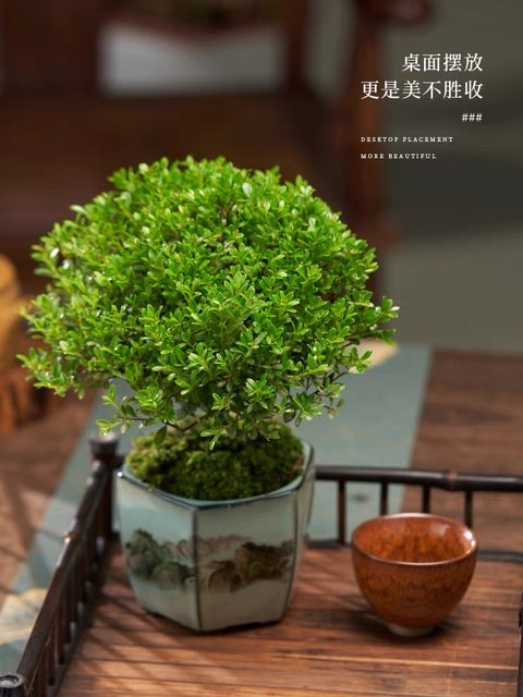 Small-leaf red nan potted green plants indoor living room easy to ...