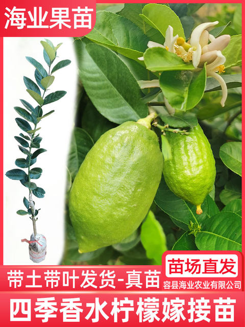 Perfume lemon tree seedlings grafted Guangdong seedless Taiwan four ...