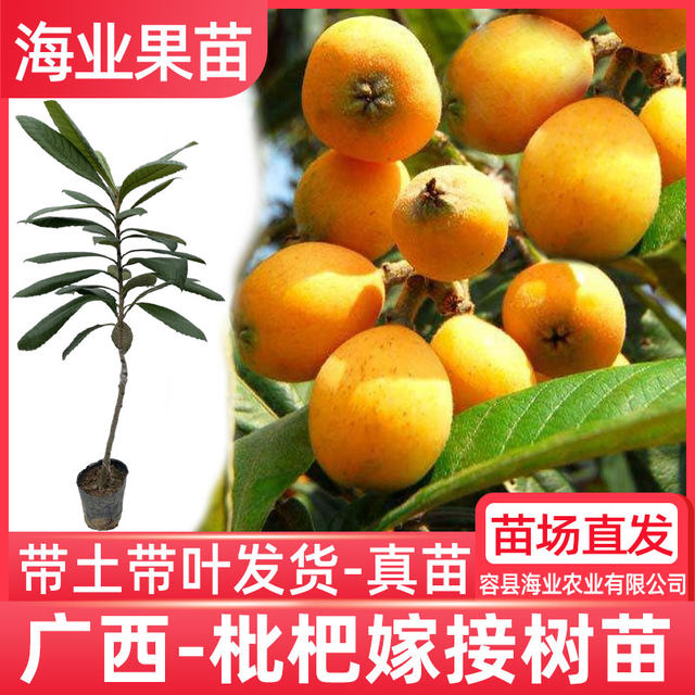 Loquat tree seedlings grafted clouds, big five -star, Early Corporation ...