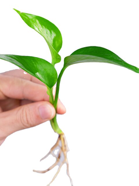 Mini small green plant Potato white palm red palm green cypress bamboo ...