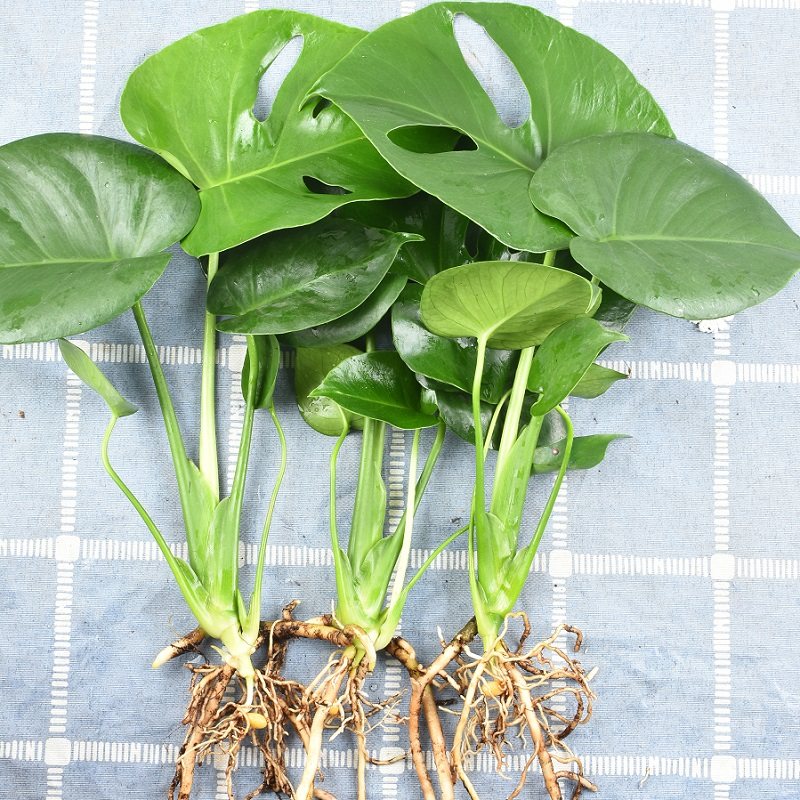 Hydroponic Monstera deliciosa old pile potted plants purify the air and ...