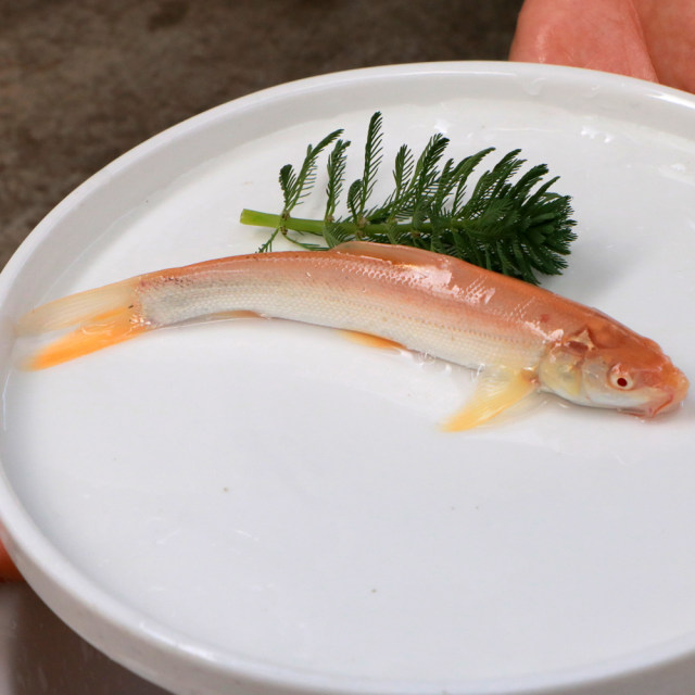 Red-eyed cod fry, Bai Zi Lucky Dragon, red-eye, red-eyed silver cod fry ...