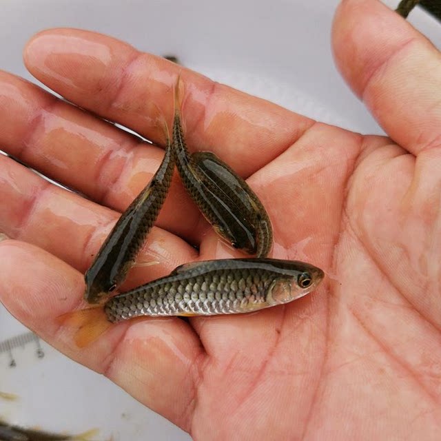 Military fish fry live fish freshwater culture edible light barb cold ...