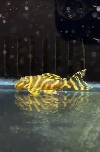 Emperor Maze Special-shaped L333 Artificial Fish Small Freshwater South ...