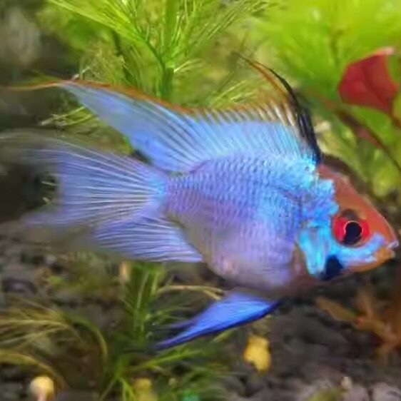 Ornamental tropical fish pet fish sapphire blue phoenix short snapper ...