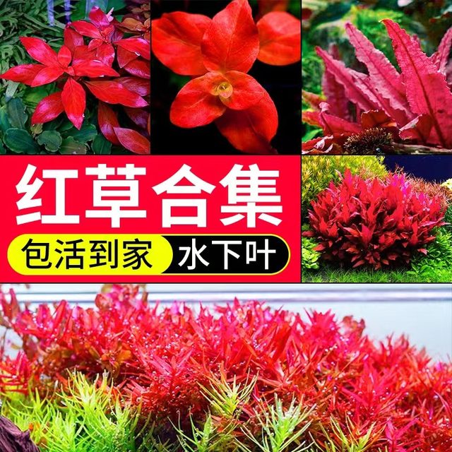 Red fish tank special landscaping aquatic plant real underwater leaf ...