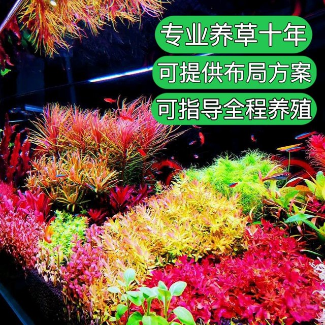 Dutch landscape grass tank landscaping, red aquatic plants, underwater ...