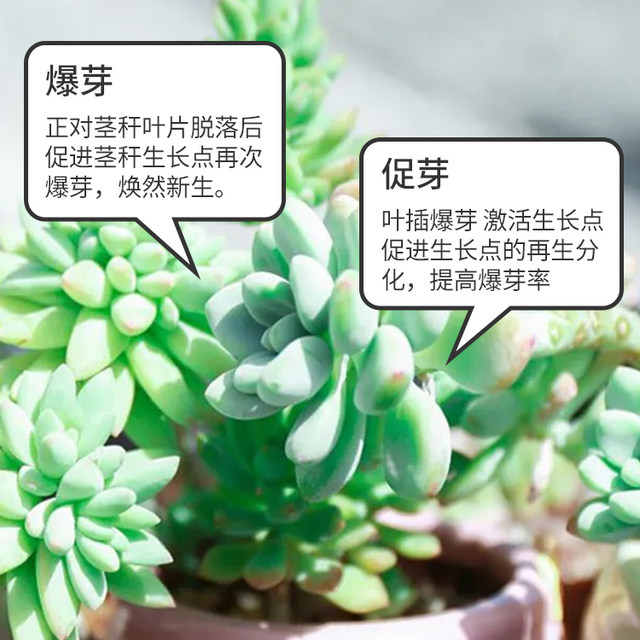 Special fertilizer for succulents, controlled slow-release fertilizer ...