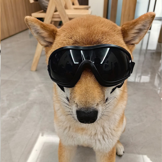Pet glasses, dog baby goggles, Corgi Teddy sunglasses, sunglasses ...