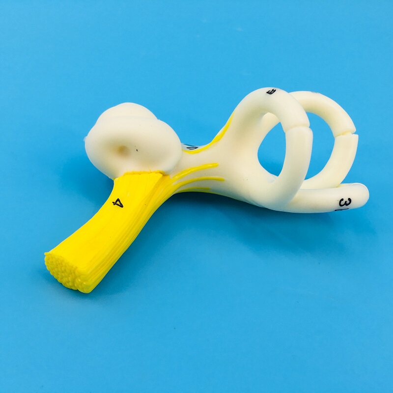 Orelha humana semicircular canal coclear canal semicircular modelo ...