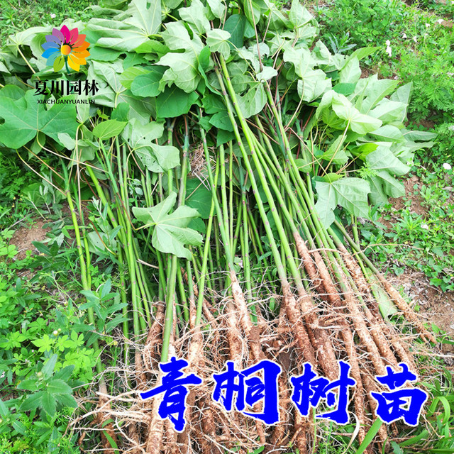 Qingtong saplings Chinese sycamore saplings courtyard greening ...