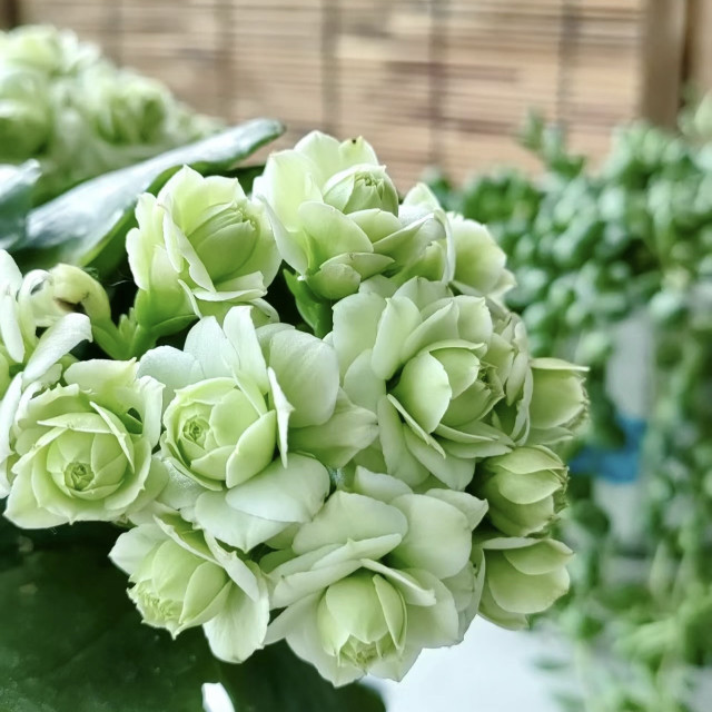 Longevity Flower Potted Plants Come in Many Varieties with Large Double ...