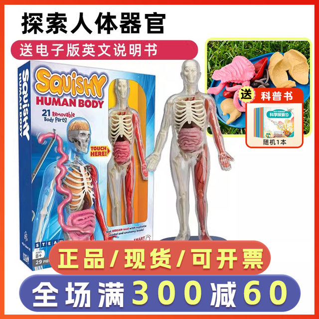 smartlab human body structure model children's toy human organs ...