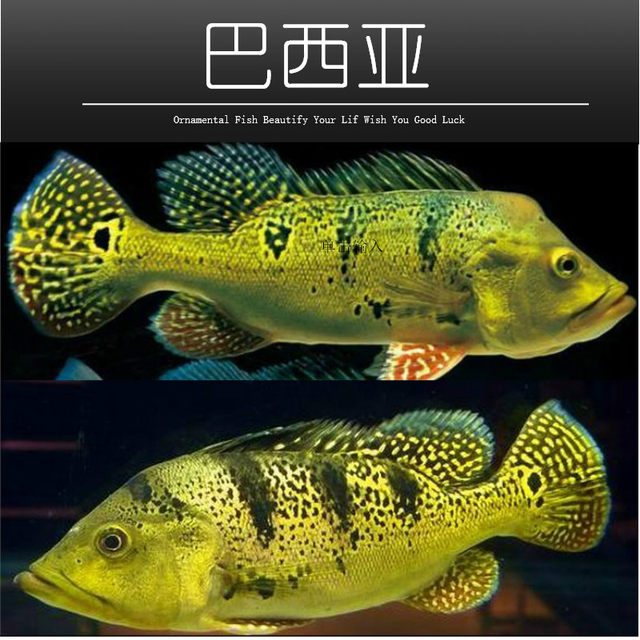 Brazilian Fish Crown Three Golden Tiger Fish Live Emperor Three High ...