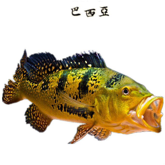 Brazilian fish crown three golden tiger fish live emperor three high ...