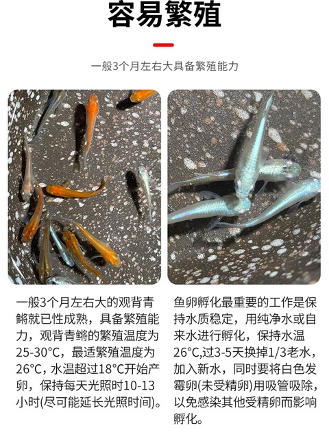 Small viewing back green catfish freshwater cold water, large snake ...