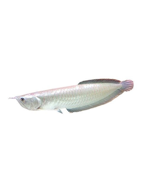 Tropical Ornamental Fish Silverfish Live Fish Fry Parrot Map Freshwater ...