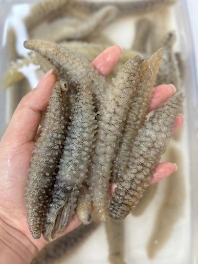 Moco De Pepino De Mar Qué Pensáis Vosotros De Las Ostras? : R/GenZ