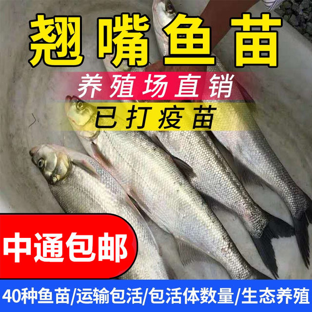 Tailing fish seedlings white fish fierce seedlings, raised seedlings ...